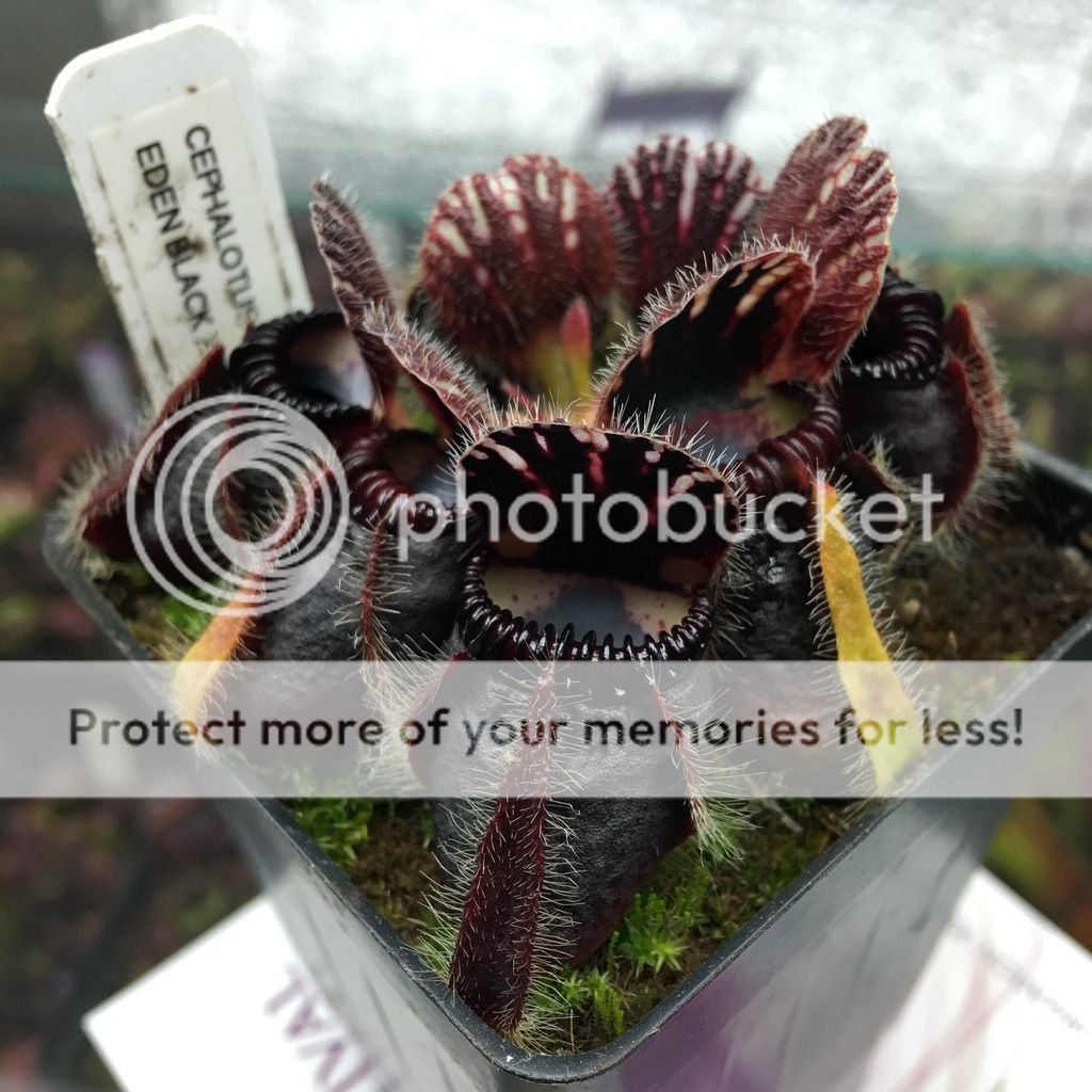 Cephalotus Eden for sale (ebxeb) - FlyTrapCare Forums
